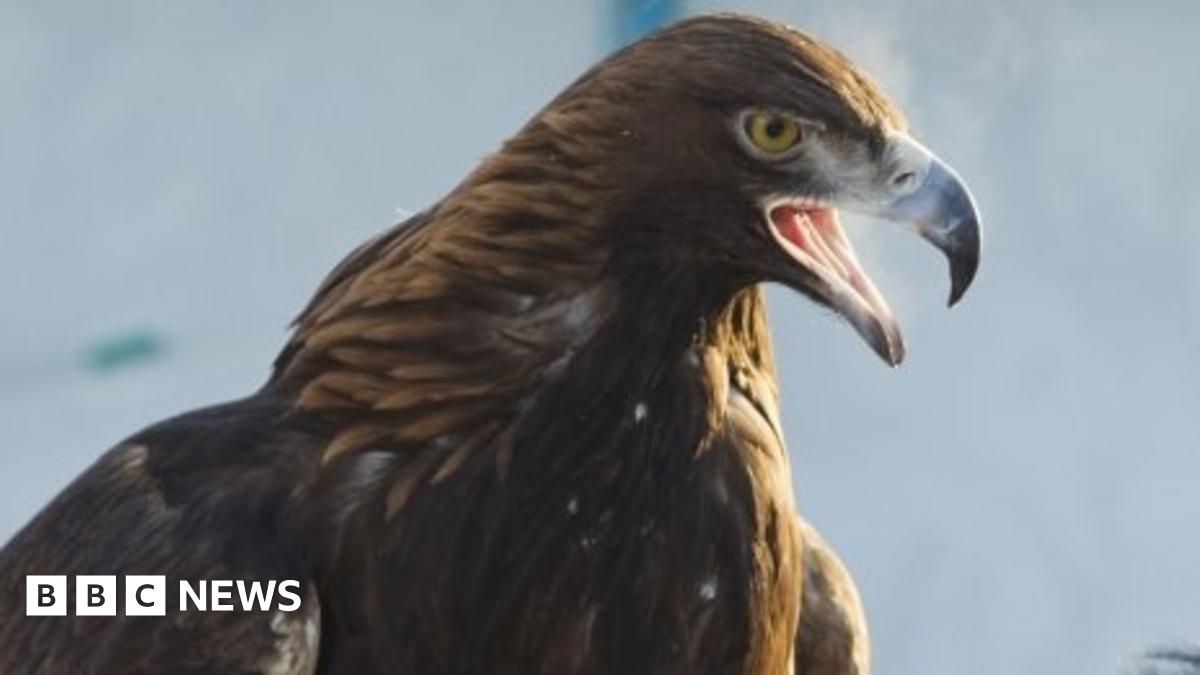 Animal poisoning: Drop in deliberate cases - BBC News