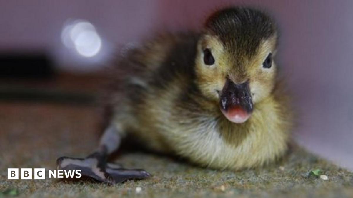 Rare Madagascar duck successfully bred by Durrell - BBC News
