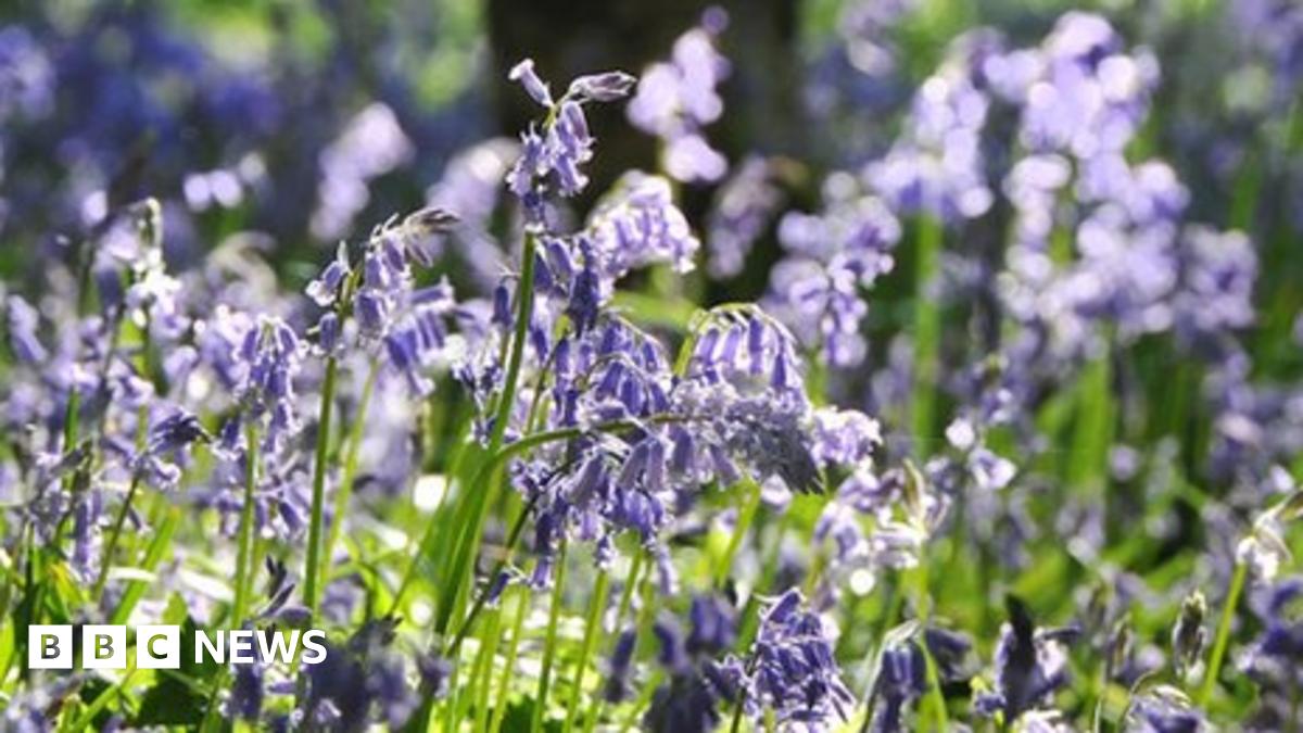 Bluebells: The survival battle of Britain's native bluebells - BBC News