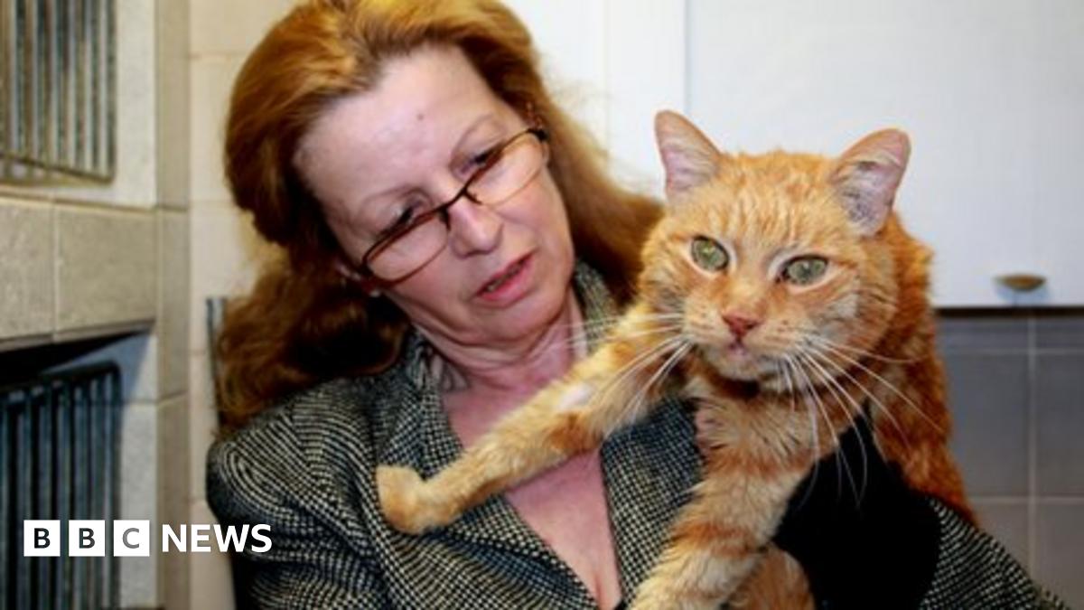 Missing ginger cat Poldi going home after 15-year absence - BBC News