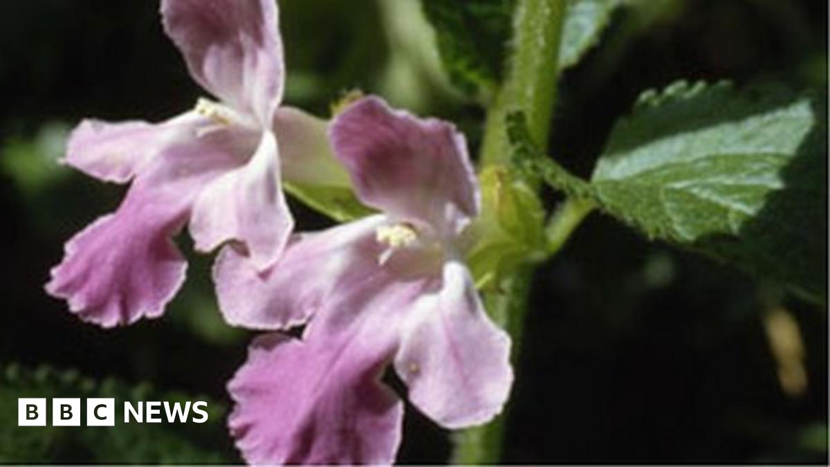 Plantlife says Spreading Bellflower and Bastard Balm face extinction in ...