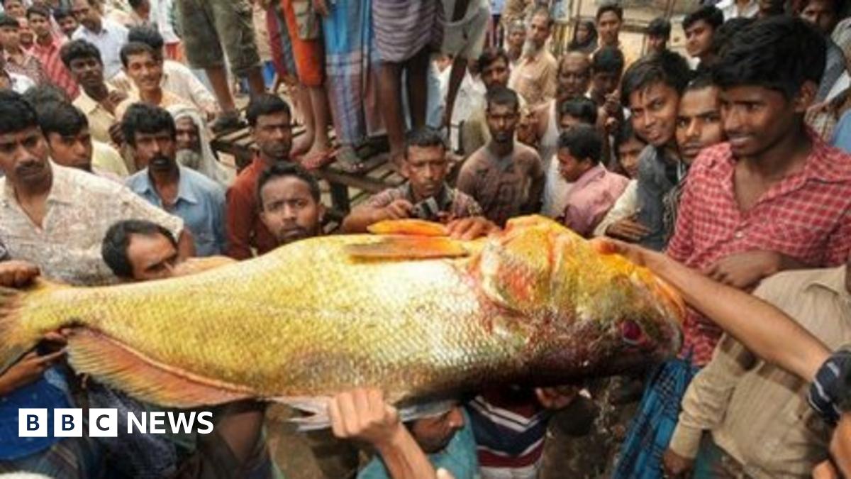 Rare golden snapper fish sold for $38,000 in Bangladesh - BBC News
