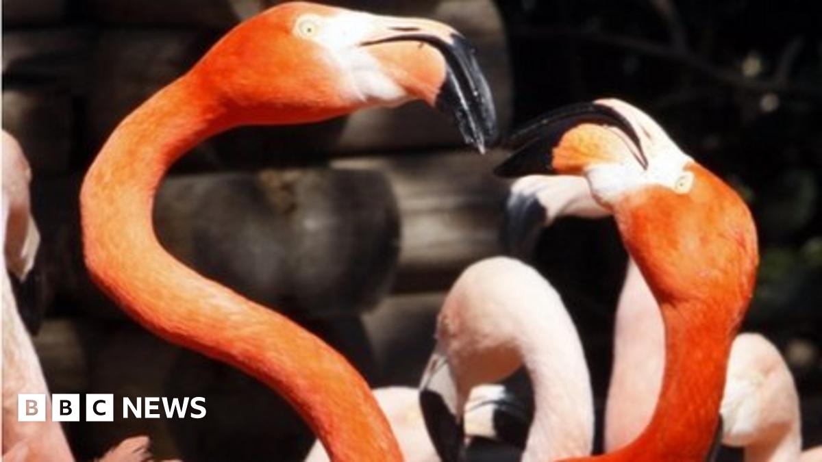 Gene theory 'may explain' courtship rituals - BBC News