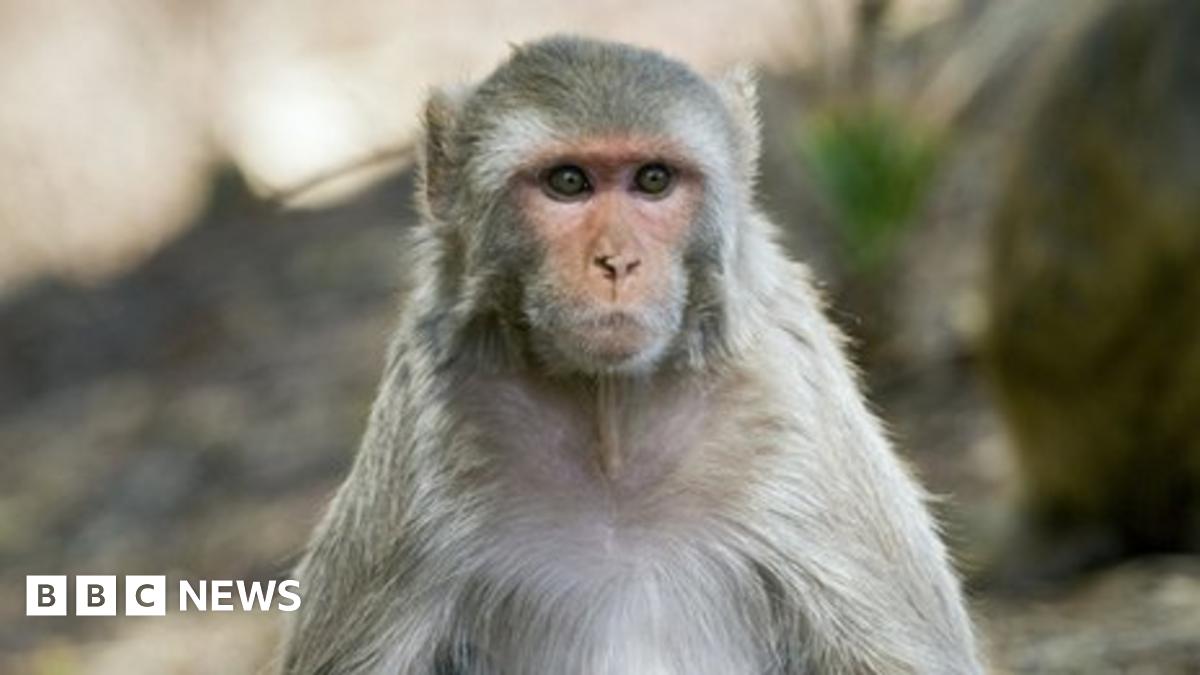 Longleat Safari Park macaque monkey captured with fruit trap - BBC News