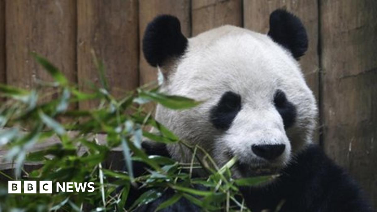 Scottish government's Edinburgh Zoo panda advert banned - BBC News