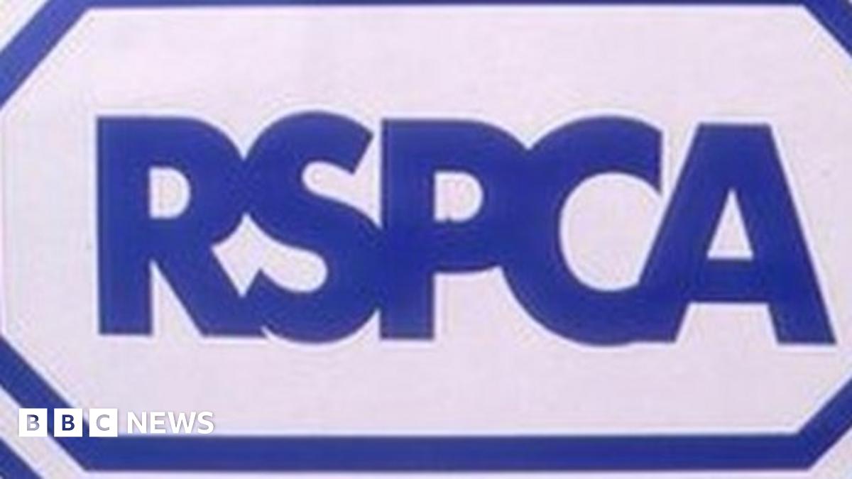 Jailing of Gloucester dog-stab man Derrick Rowe welcomed - BBC News