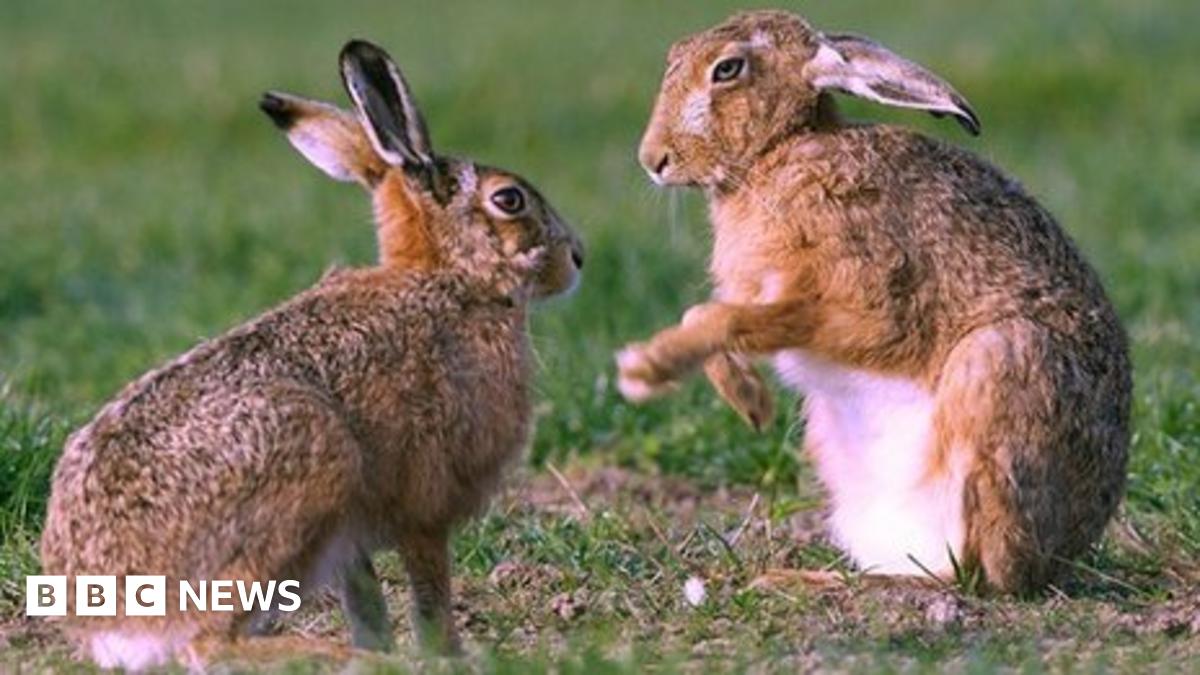 Your pictures: Spring - BBC News