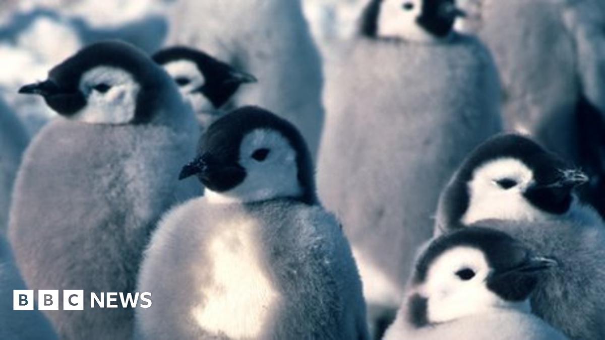 Emperor penguins counted from space - BBC News