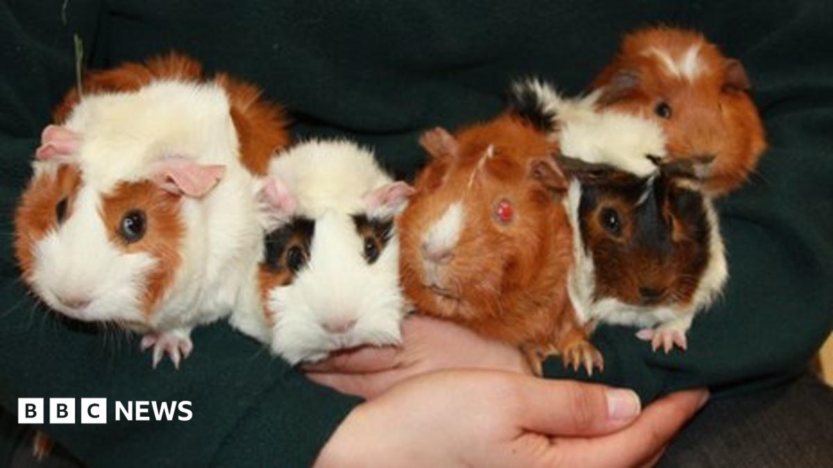 Guinea pig 'explosion' causes chaos for Cambridgeshire charity - BBC News