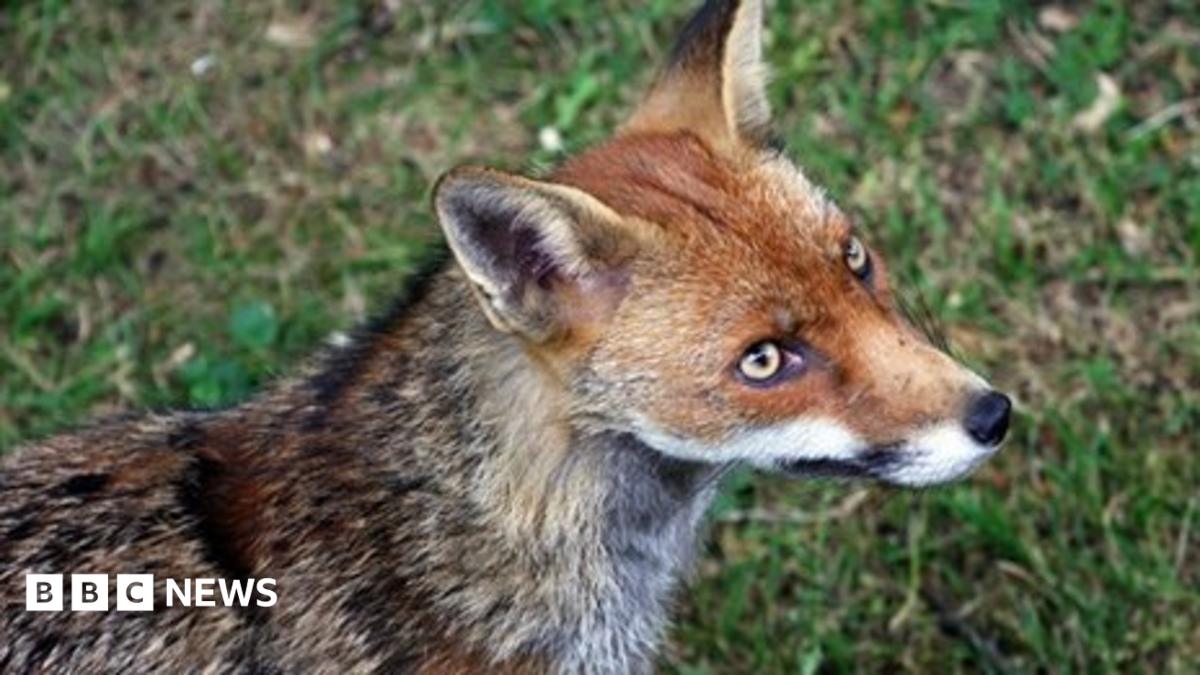 Reward offered over fox poisoning in Seaford - BBC News