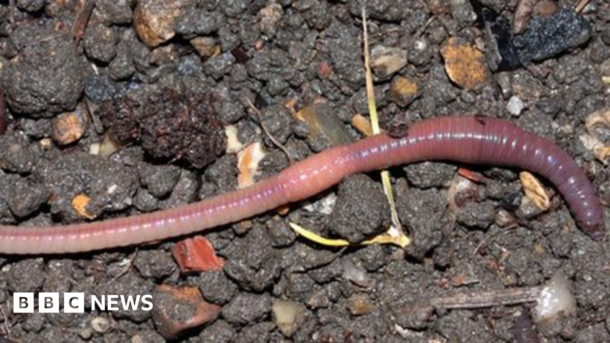Worm charming to dig up interest in Highland soil festival - BBC News
