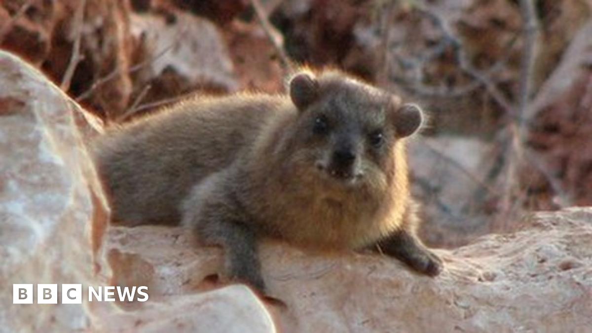 The rock hyrax surprises with syntax skills - BBC News