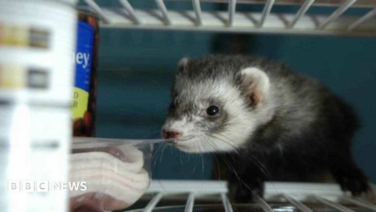 Inverness man bitten stealing ferrets to pay drugs debt - BBC News