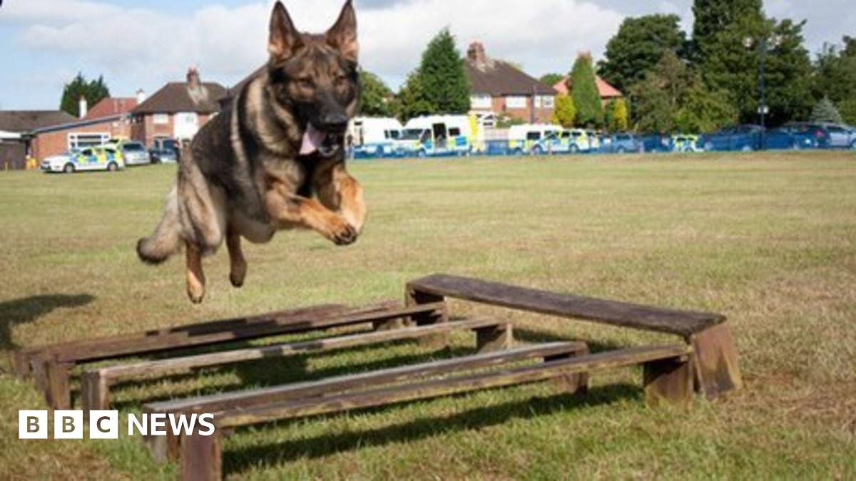 Merseyside Police dogs to become tissue donors - BBC News