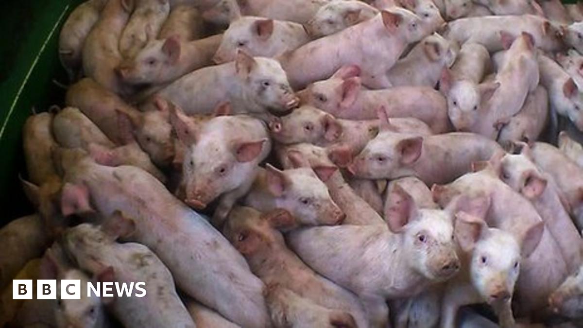 Norfolk pig farm suspended by Freedom Food over 'disgusting' footage ...