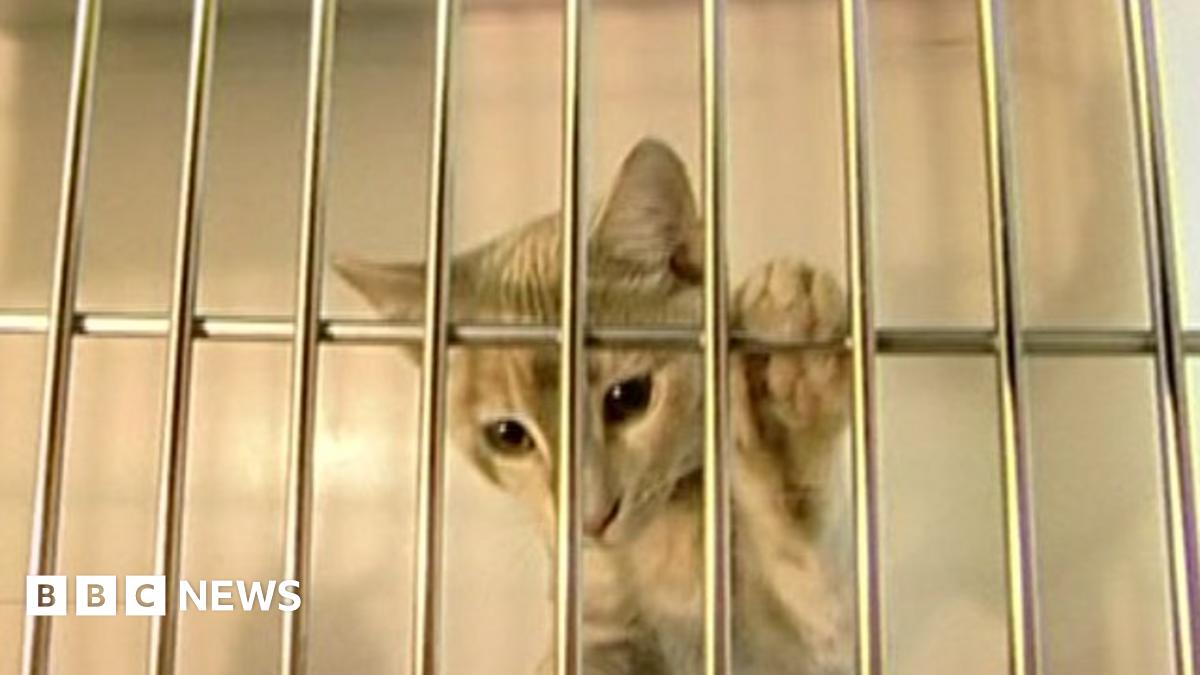 RSPCA's £11k bill after Sharon Harrington-Hawes appeal - BBC News