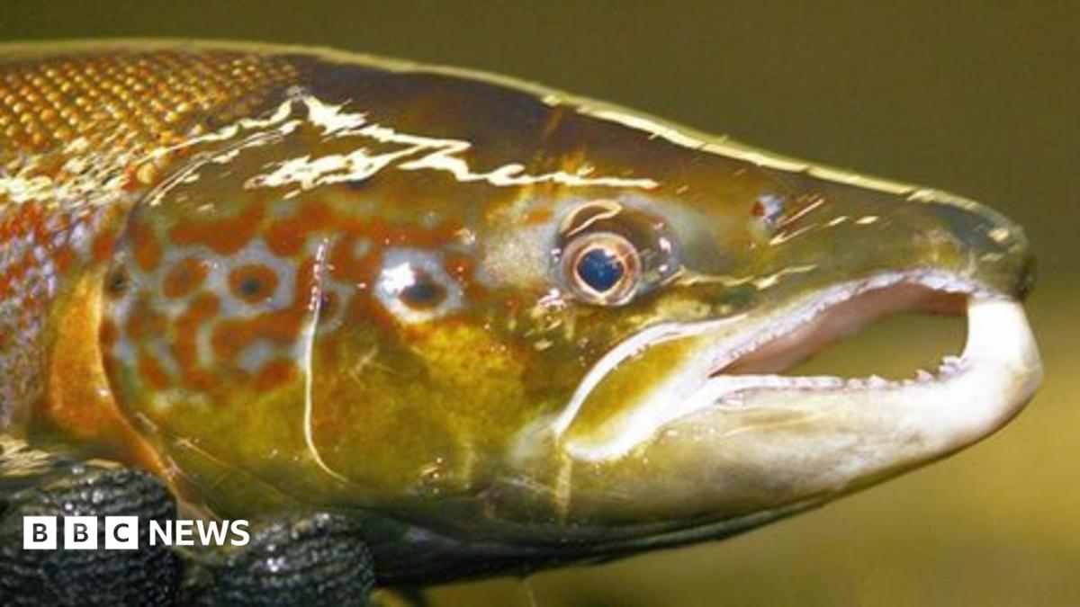 Hull Institute in Scottish fish stock warning - BBC News