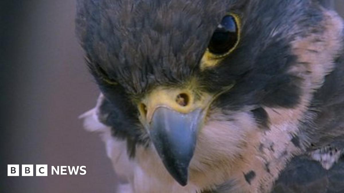 Peregrine falcons at Glenwherry 'killed' - BBC News