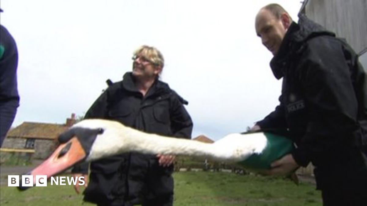 Police taught how to catch swans at WWT Slimbridge - BBC News