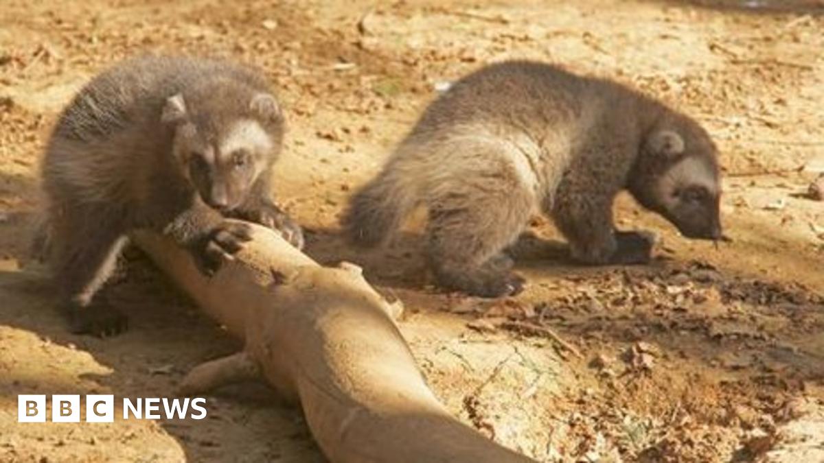 First UK wolverine cubs born at Cotswold Wildlife Park - BBC News