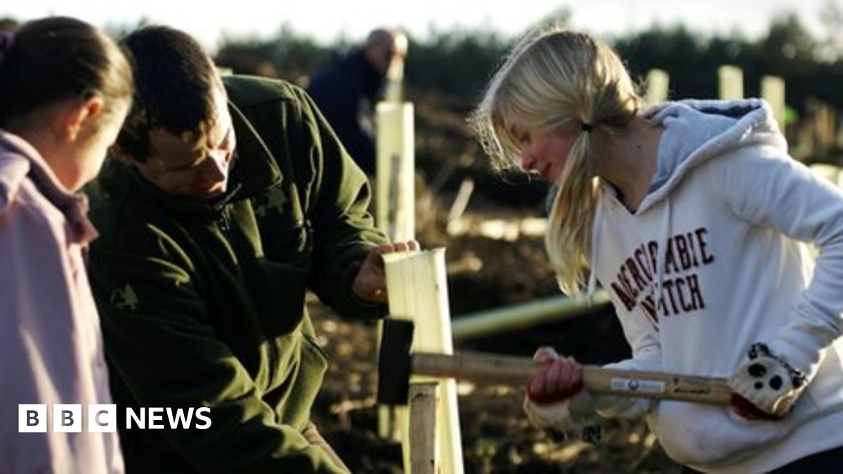 Crowthorne Forest trees planted after wildfires - BBC News
