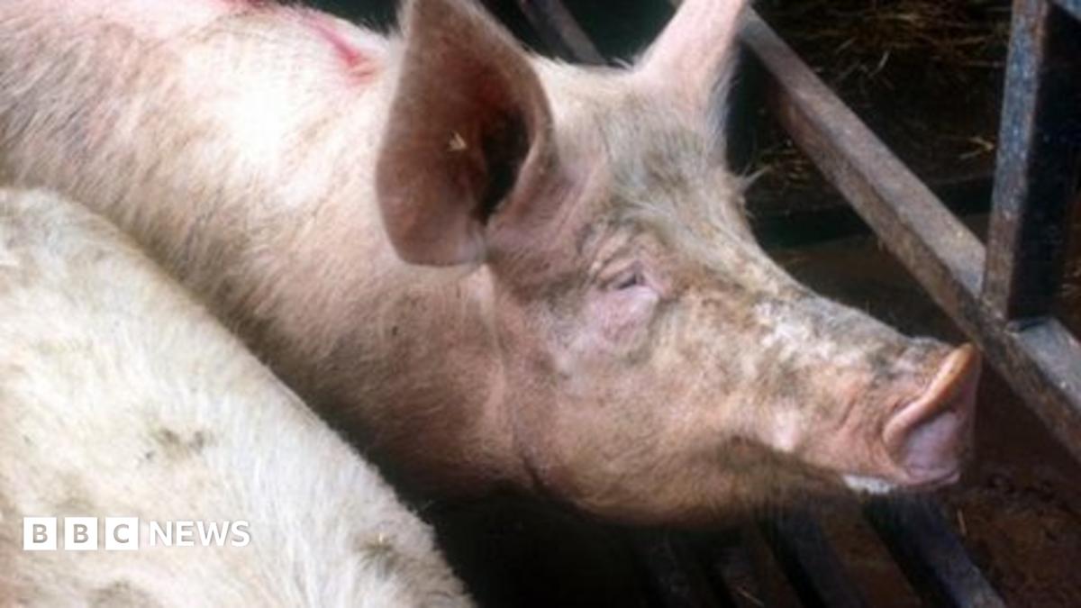 Police plea after 42 pigs stolen from Easter Ross farm - BBC News