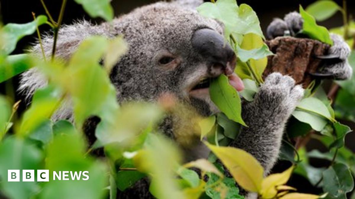 Australia lists the koala as 'vulnerable' species - BBC News