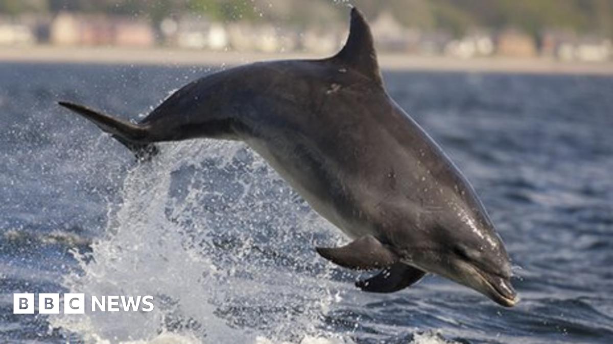Most northerly bottlenose dolphin population 'stable' - BBC News