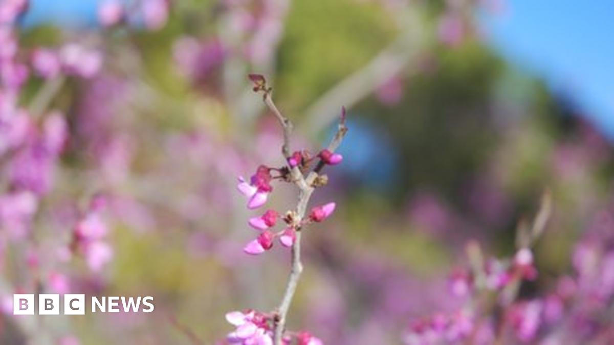 Plants flower faster than climate change models predict - BBC News
