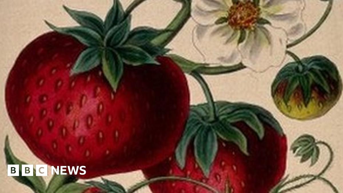 The return of heritage fruit and veg varieties - BBC News