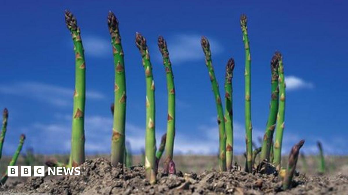 Wet weather hits Somerset asparagus crop - BBC News