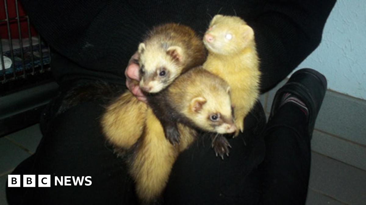 Four ferrets found dumped in box in Springburn - BBC News
