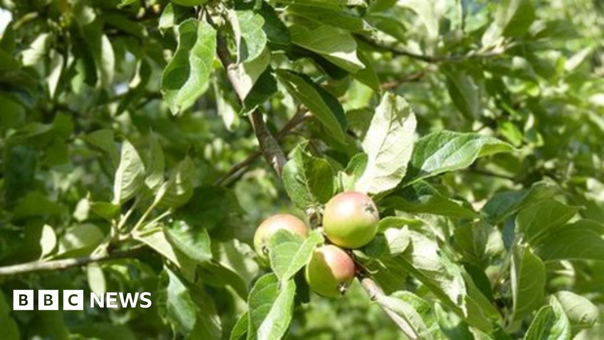 Cheers as Cornish Orchards cider wins gold award - BBC News