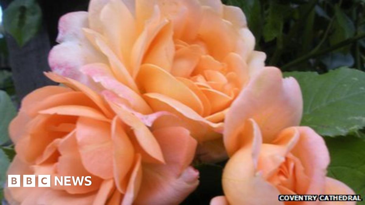 Coventry Cathedral Rose to mark jubilee celebrations - BBC News