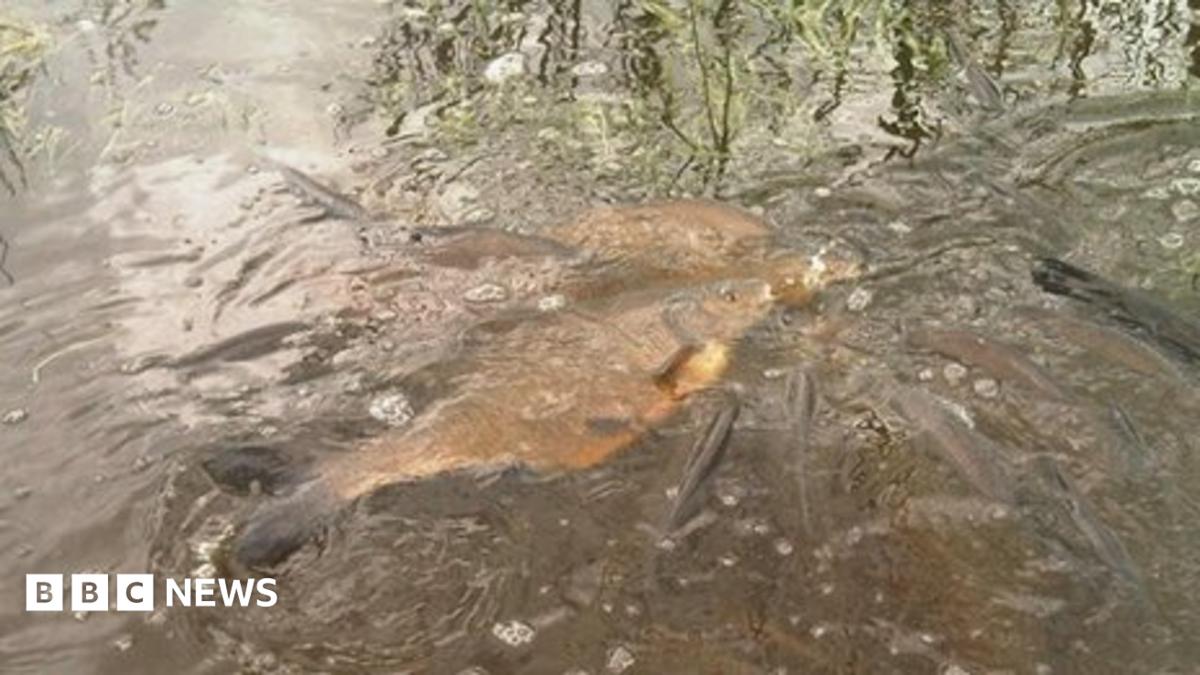 Worcestershire fish rescue saves more than 100 fish - BBC News