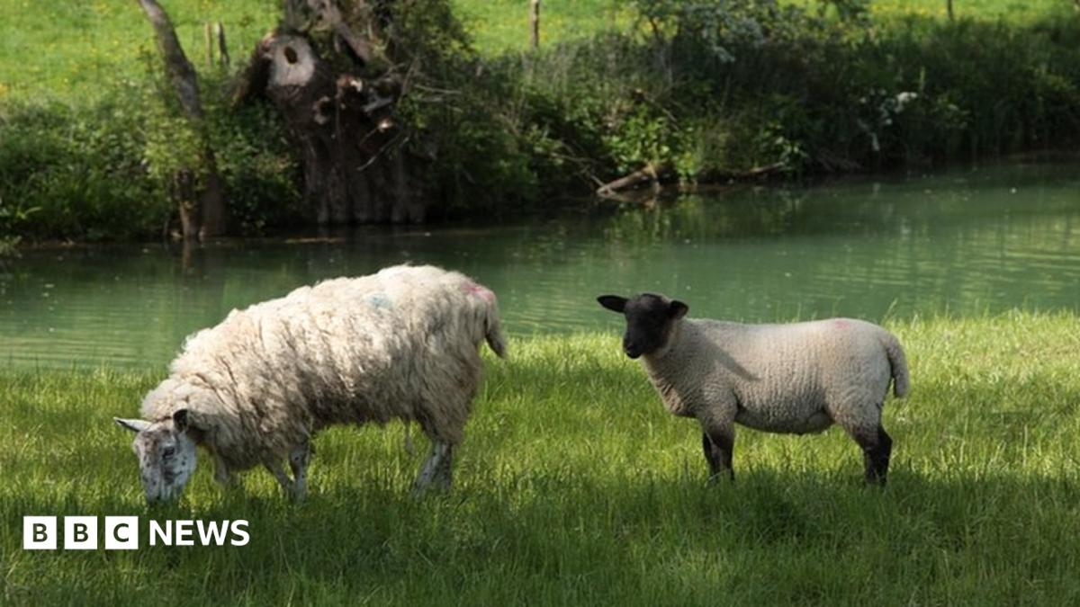 New group set up to help farmers tackle sheep scab across Wales - BBC News
