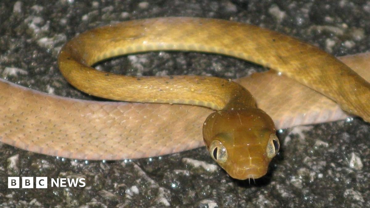 Battling the brown tree snake in Guam - BBC News