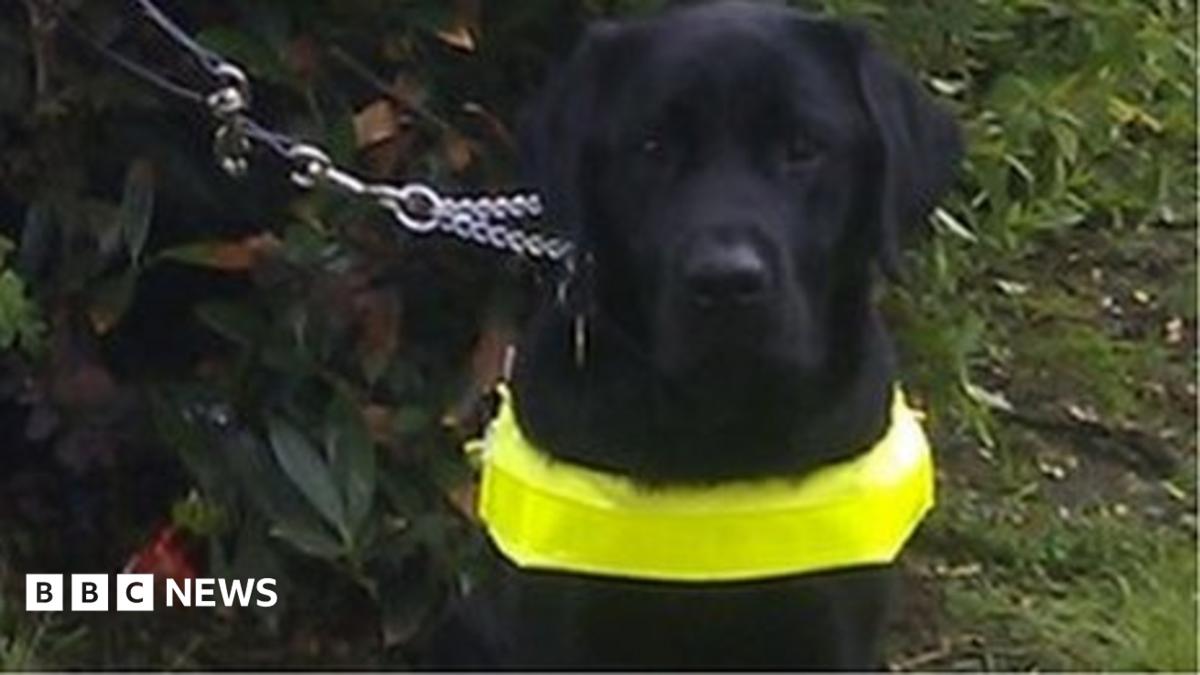 Guide dog attack prompts Staffordshire Bull terrier ban plea - BBC News