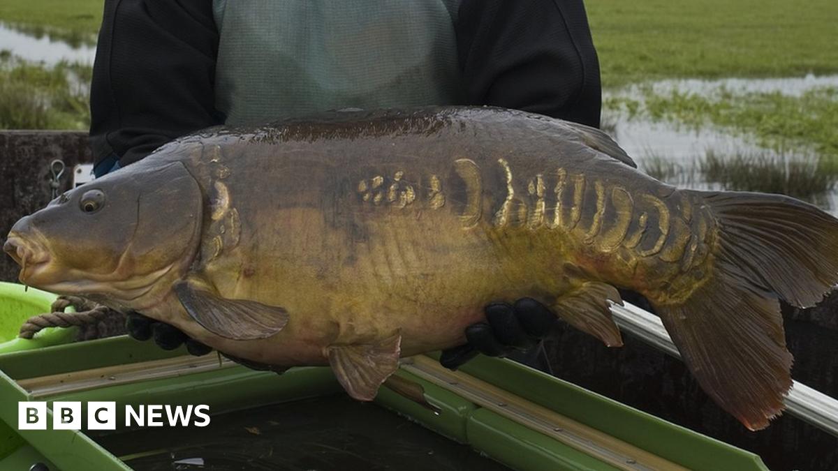 River Severn floodwater rescue saves some 230 fish - BBC News