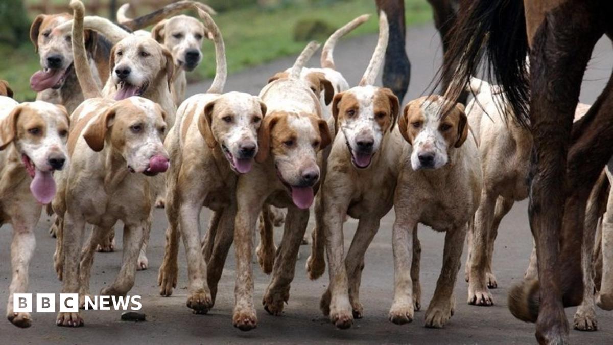 Three Sussex hunters guilty of illegal fox hunting - BBC News