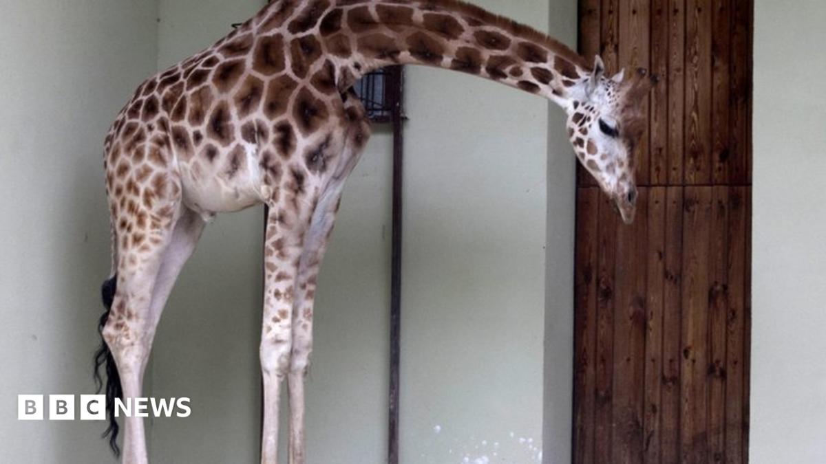 Giraffes die of stress after Polish zoo break-in - BBC News