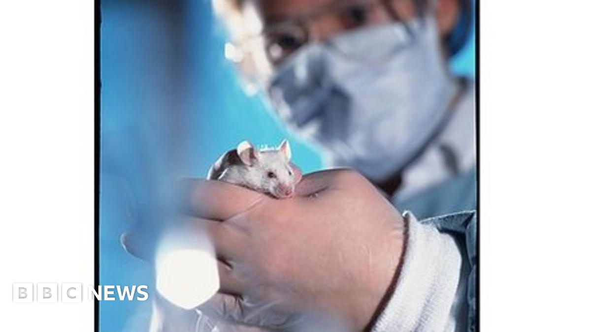Government retains UK's strict animal testing regime - BBC News
