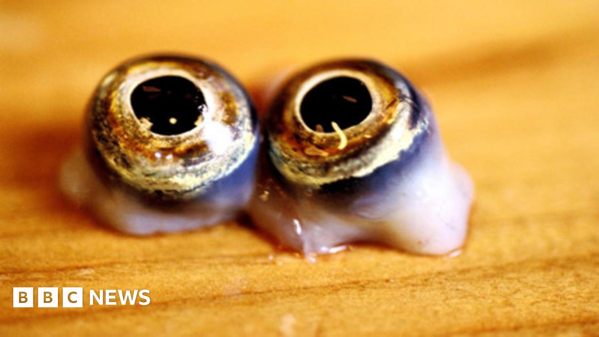 Fugu: The fish more poisonous than cyanide - BBC News