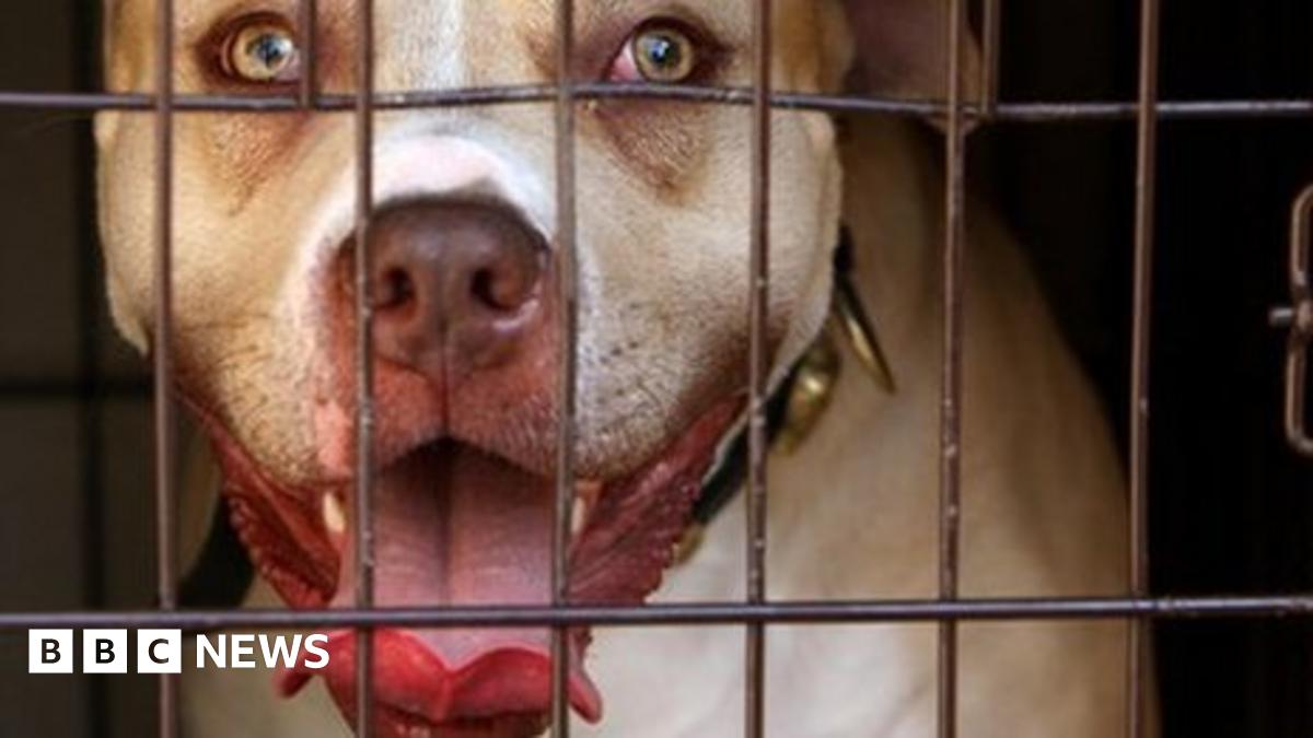 Dangerous dog laws: A history - BBC News