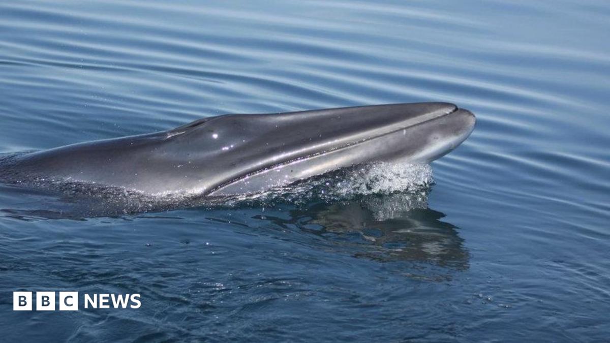 Minke whale and bottlenose dolphin sighting - BBC News