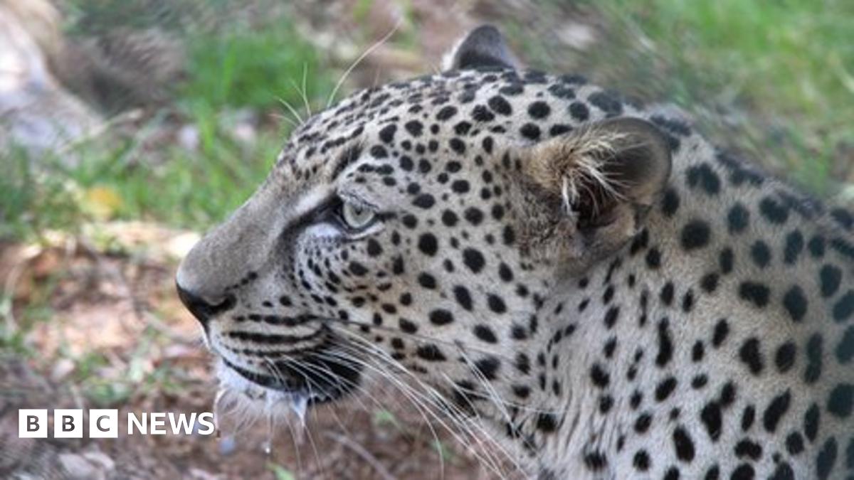 Rare Arabian leopard in need of safe corridors - BBC News
