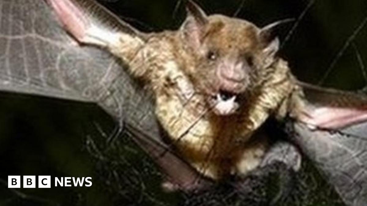 Seven Peruvian children die of rabies after bat bites - BBC News