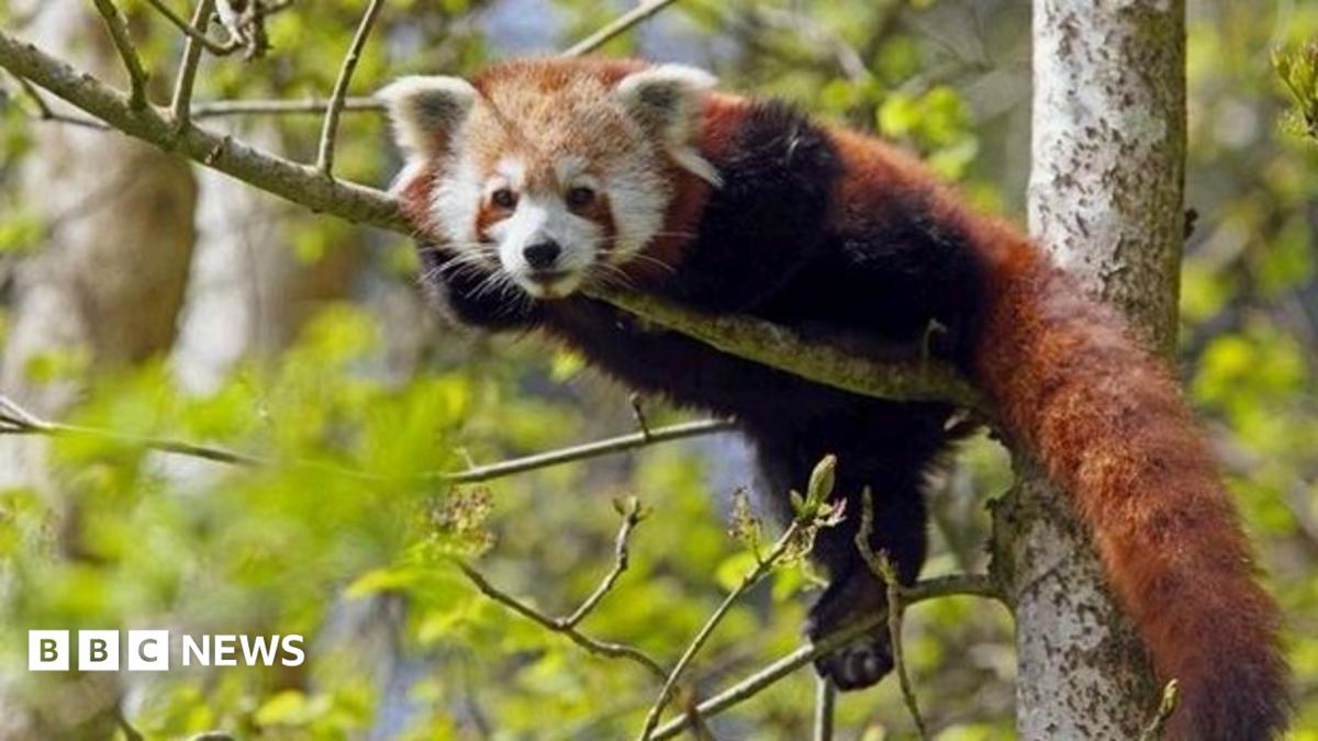Galloway park red panda boosts breeding plans - BBC News