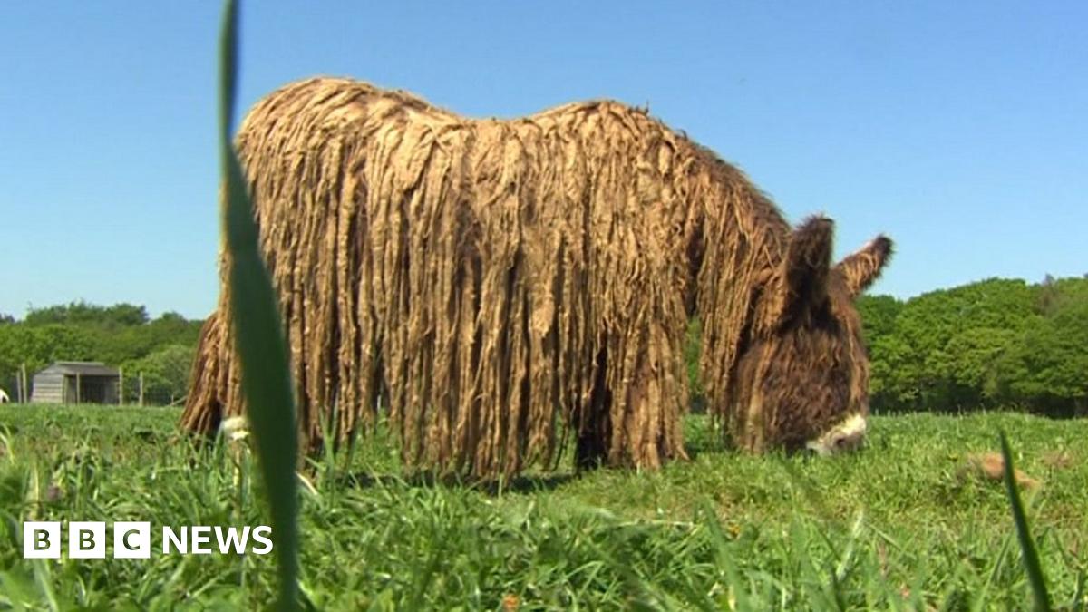 Shaggy Baudet du Poitou donkeys get haircut - BBC News
