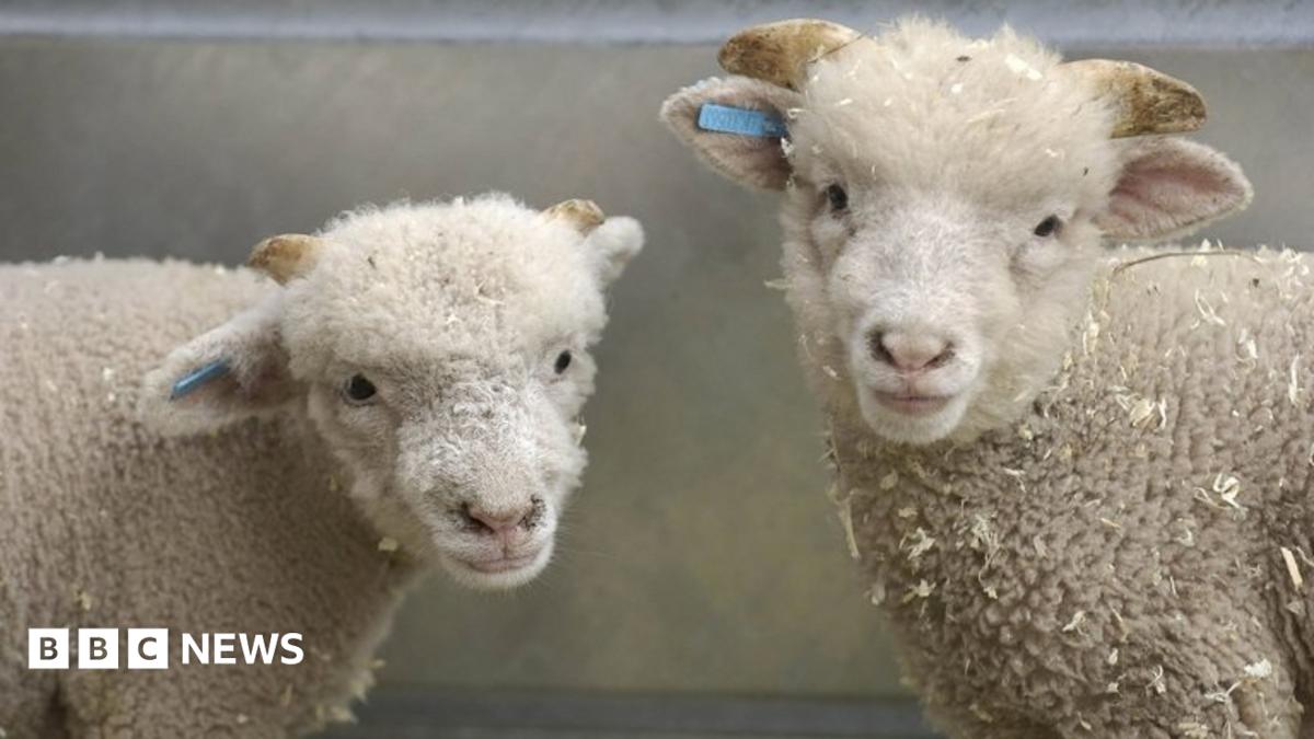 MPs want curbs on 'unacceptable' religious slaughter - BBC News
